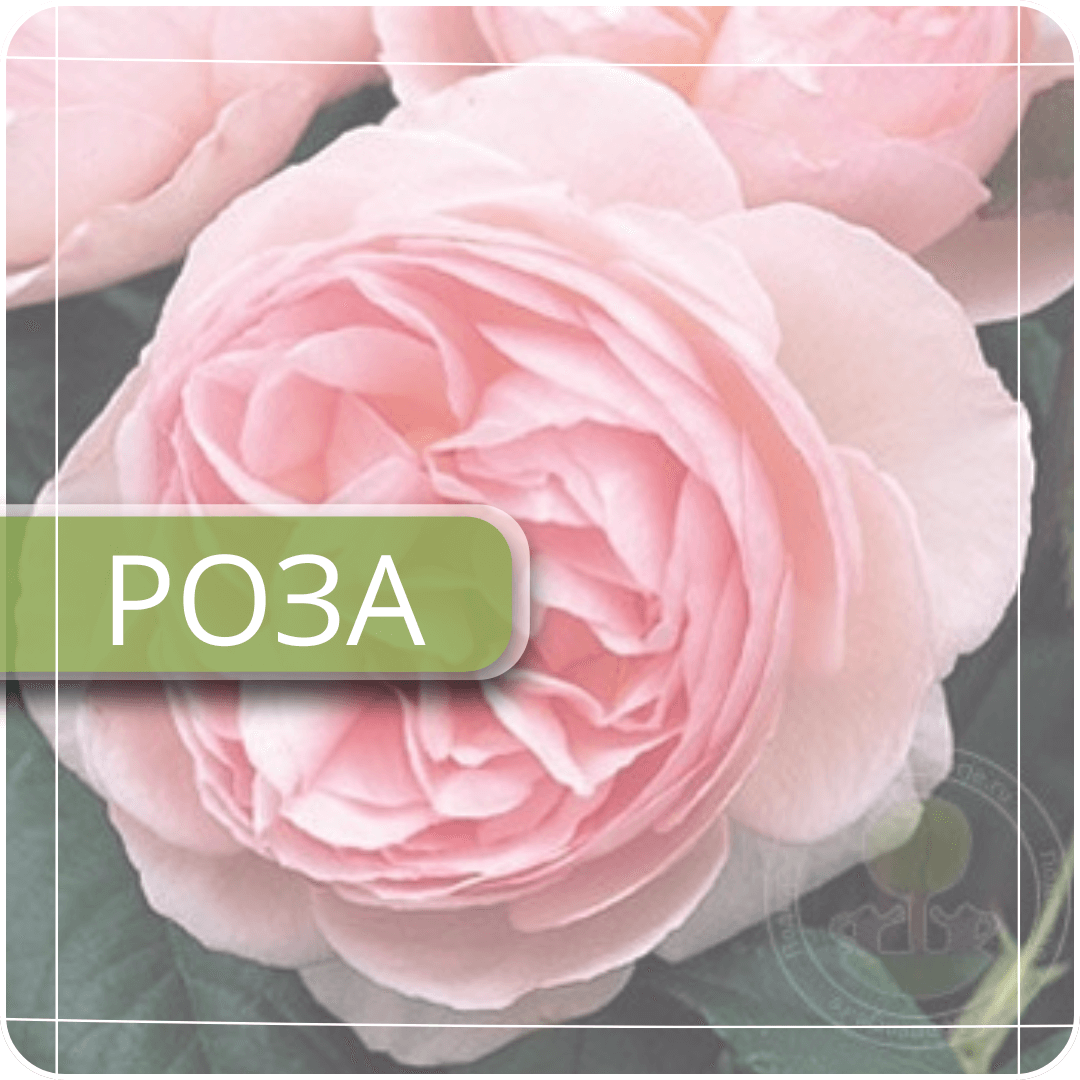 Роза Archives - Клуб Успешных Садоводов